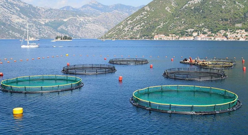 Acuicultura ecológica frente a la creciente demanda pescado - BioEconomia